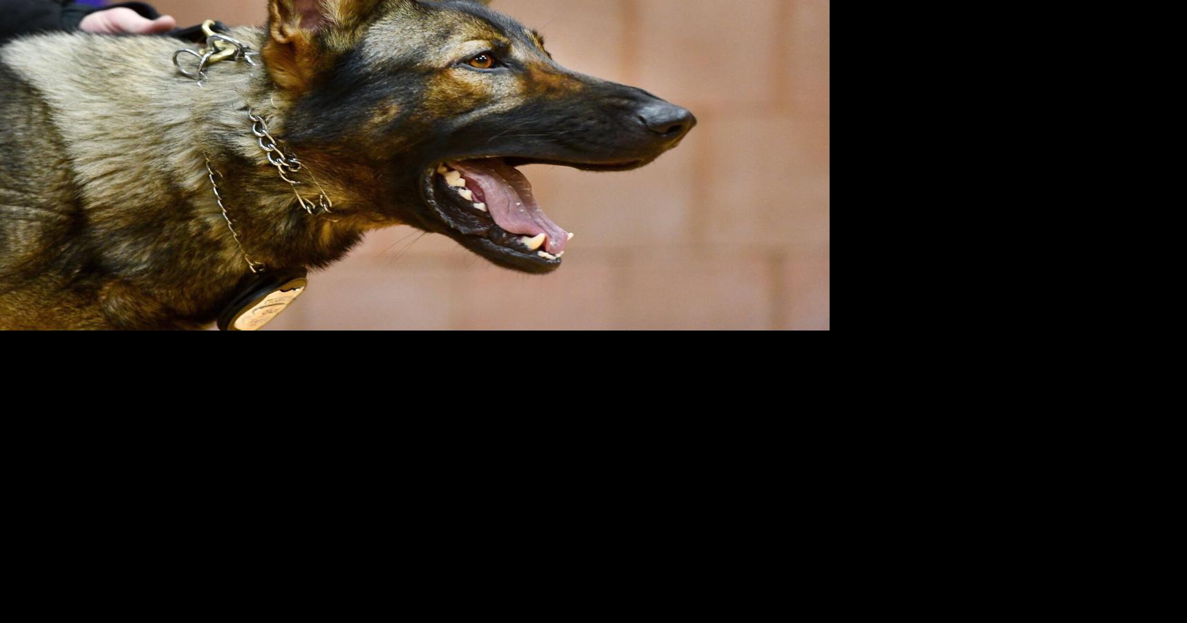 SIU clears NRP after canine bites, injures man in Lincoln