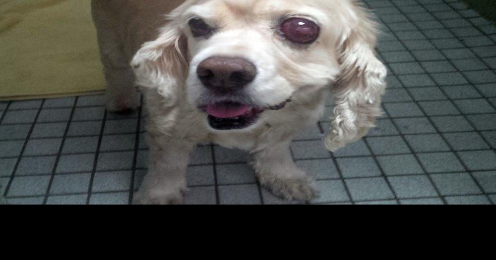 Abandoned cocker spaniel gets medical care at Kingston Road Animal Hospital