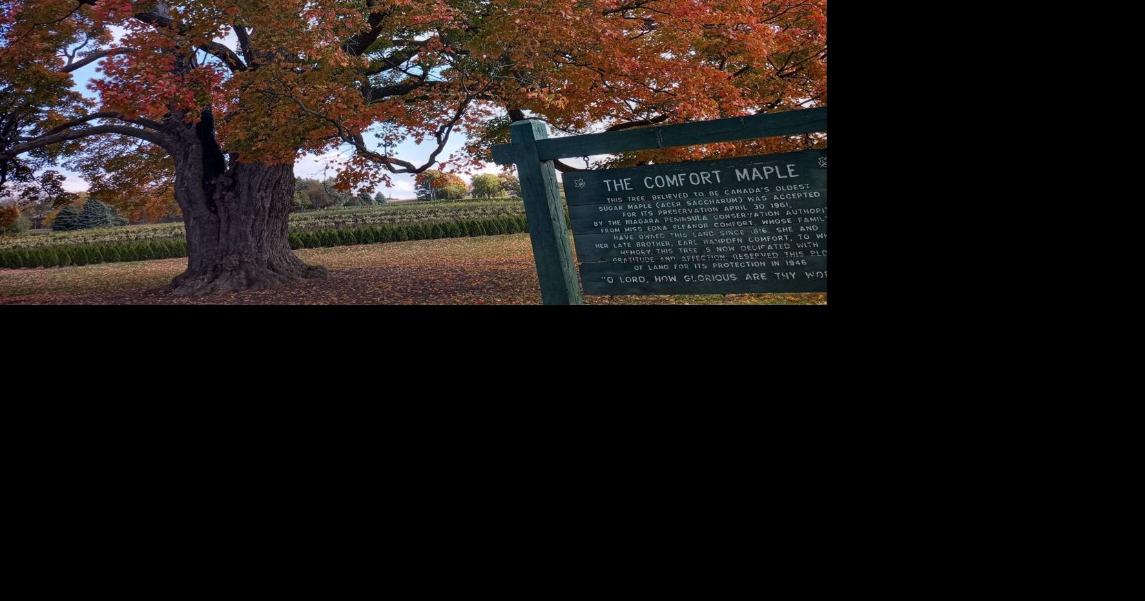 OUR NIAGARA: Comfort Maple