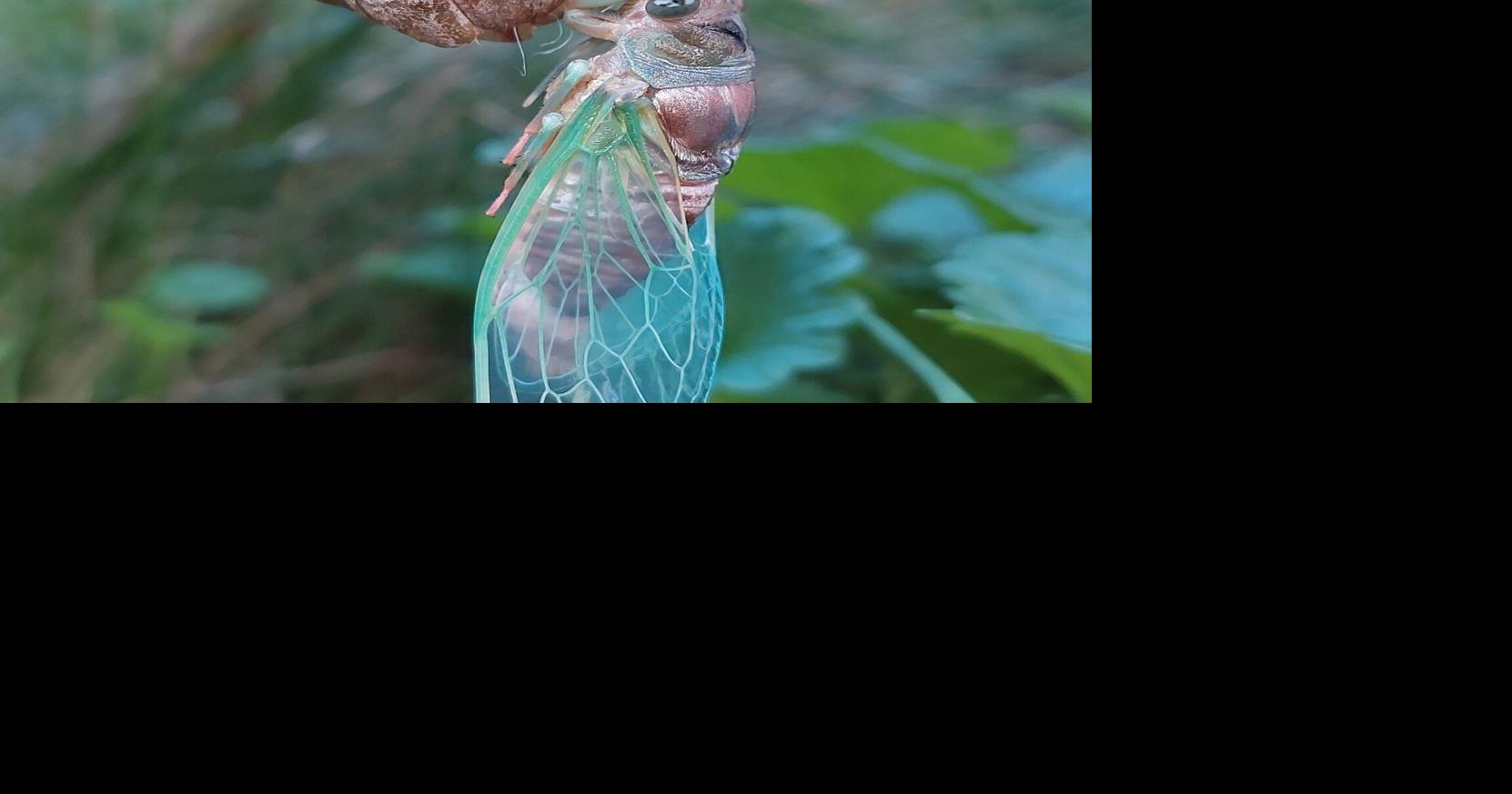 OUR NIAGARA: Emerging cicada