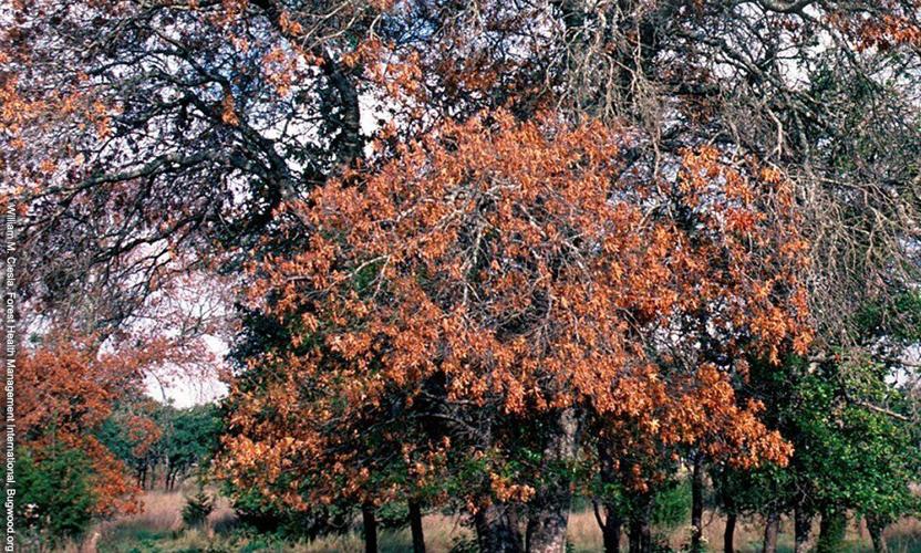 Q-and-A: What is oak wilt? Why should we care?