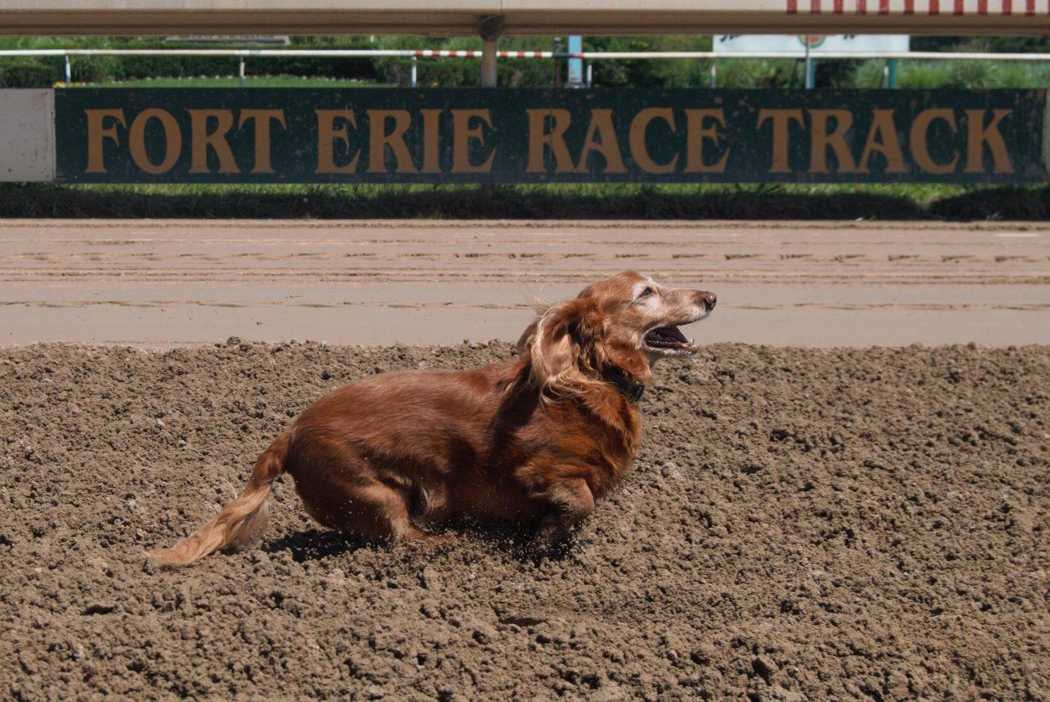 Fort Erie Race Track to host wiener dog races