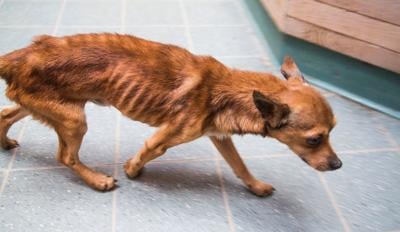 dog starved