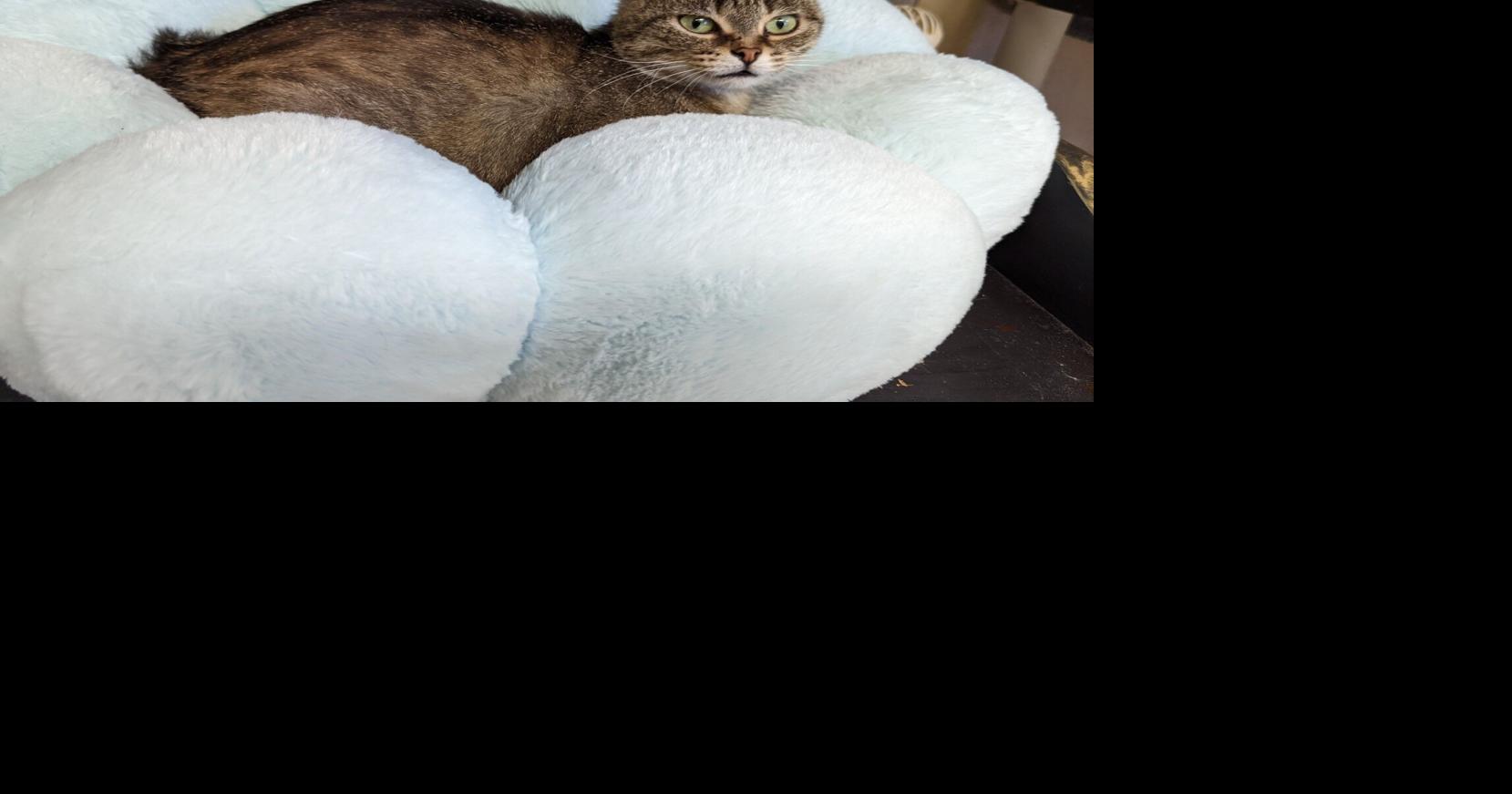 Niagara SPCA lowers adoption fees for cats
