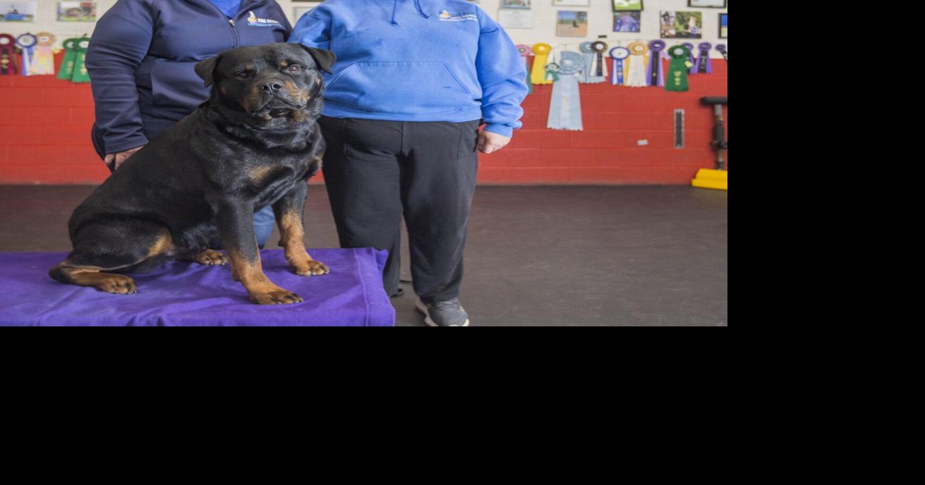St. Catharines Rottweiler heading to Westminster Dog Show