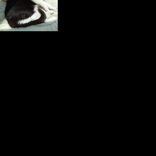 Virgil pet store holding celebration of life for beloved cat Thomas