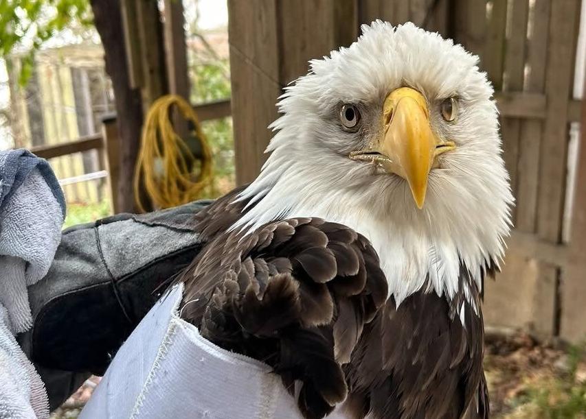 Murphy the Bald Eagle: A Tale of Unlikely Parenthood and Endless Love ...