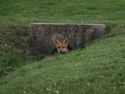 OUR NIAGARA: Young Fox