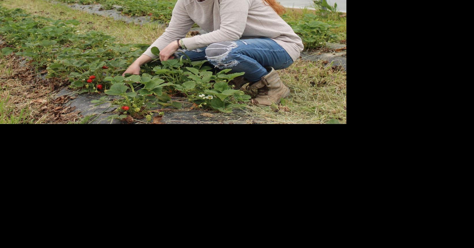 Thorold farm hosting fall festival