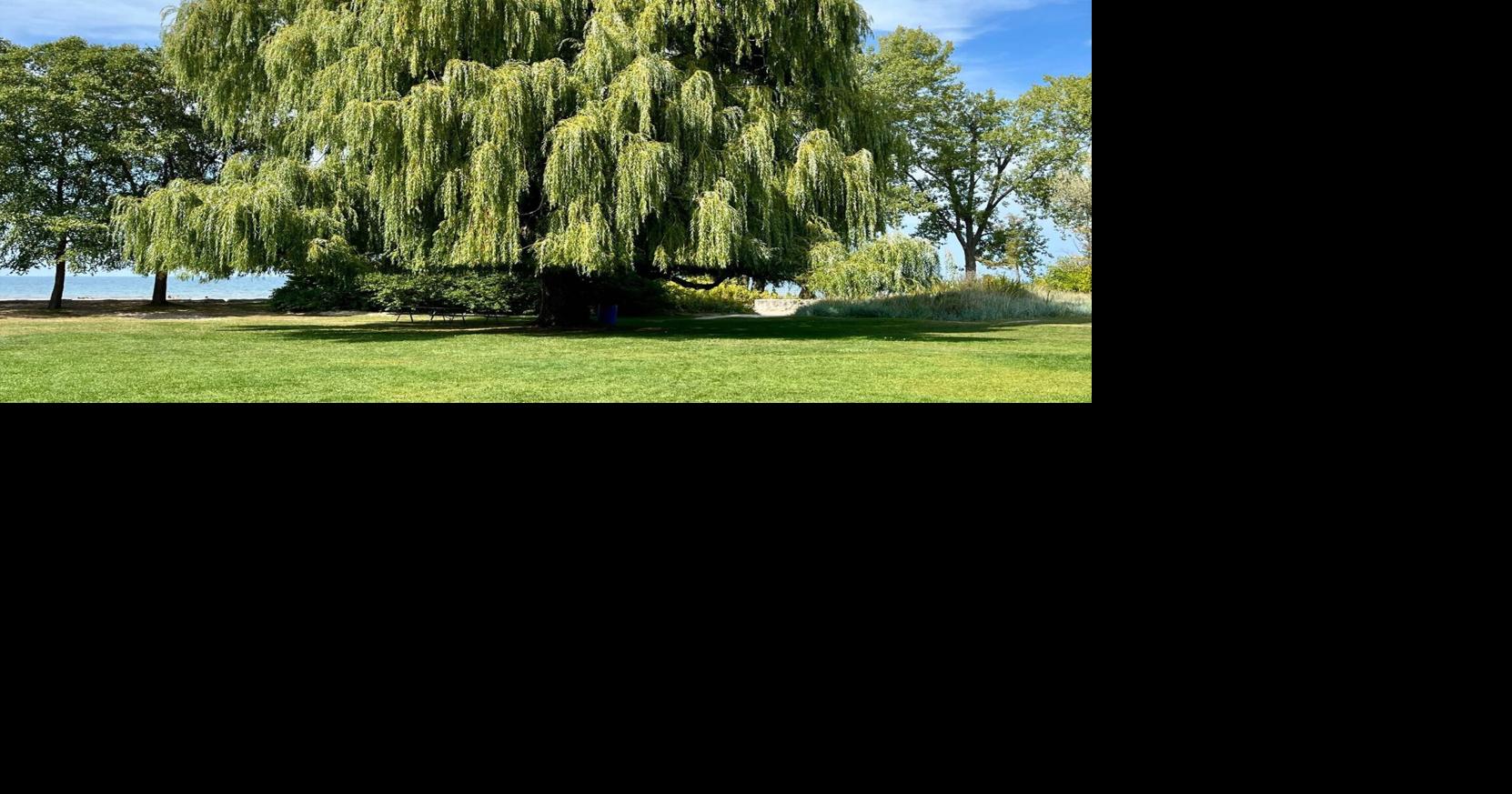 OUR NIAGARA: Freshly Trimmed Willow Tree