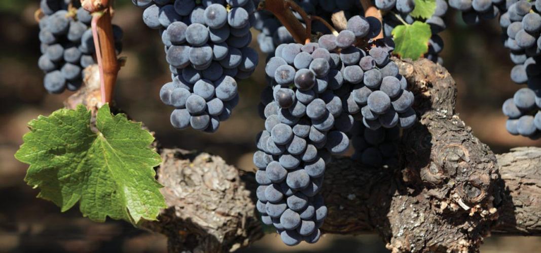 Wine Country Legend Andy Beckstoffer Donates $100,000 for Covid-19 ...