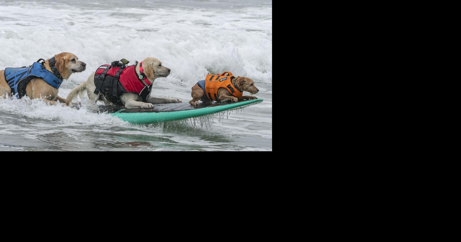 Tails Up: Dog Surfing Championship in Pacifca | Parties ...