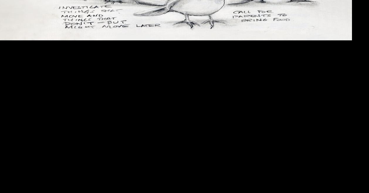 A Book Excerpt from The Backyard Bird Chronicles | The Essay ...