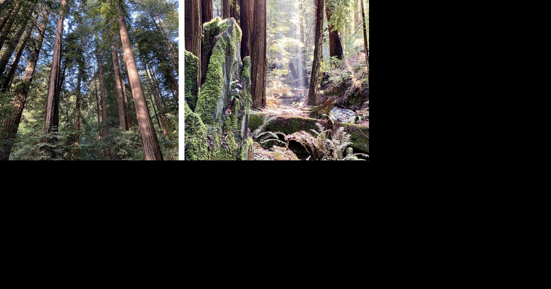 The Making of the Redwoods Mural | Interior Design | nobhillgazette.com