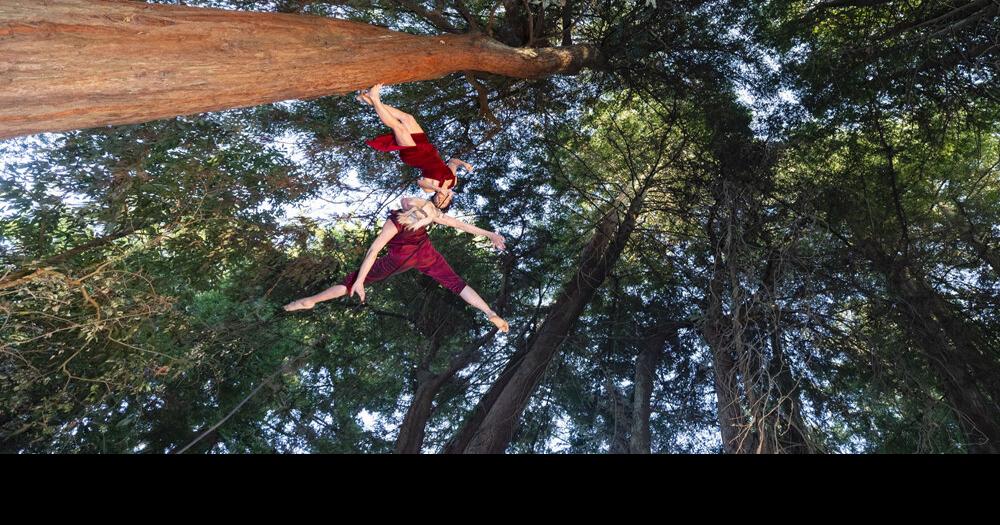 Tree Hugging With Save the Redwoods League | Parties | nobhillgazette.com