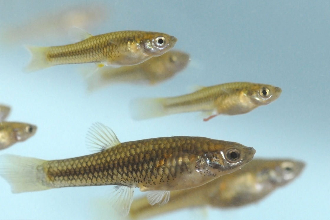 Advocates: Endangered fish thriving in Santa Cruz River | Local News ...