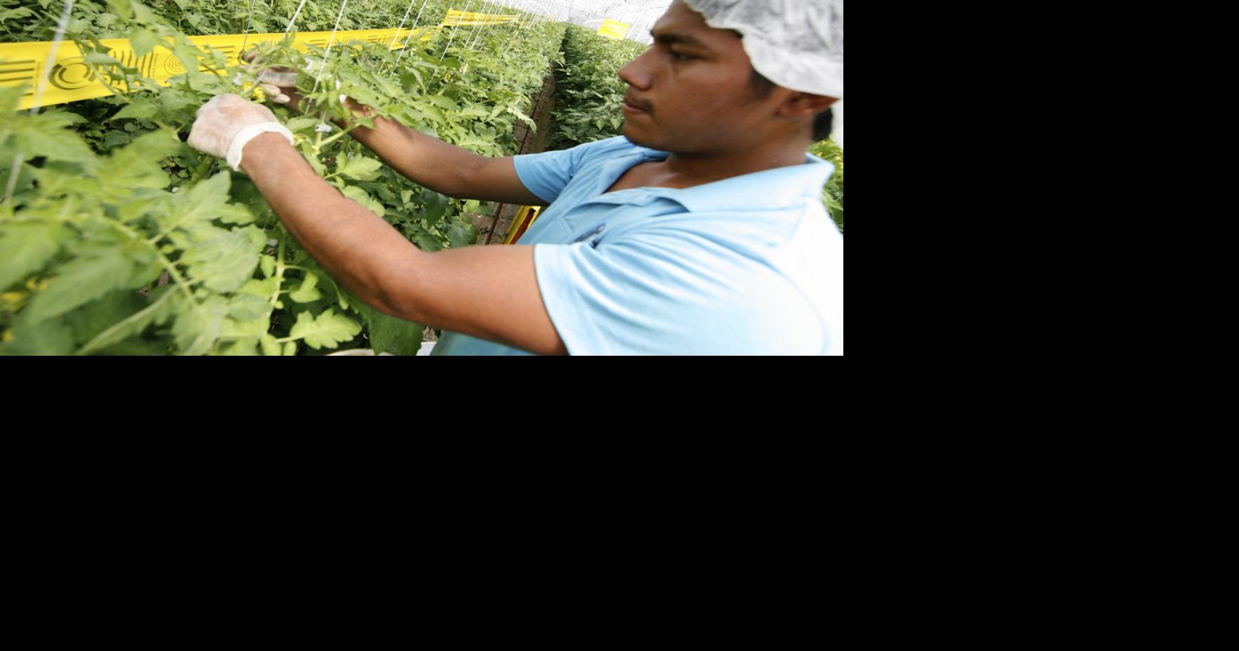 Fair Trade farm brings big bucks to workers | Local News ...
