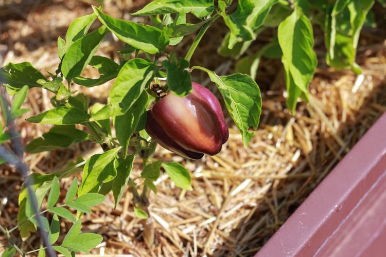 Earthworms and Islander peppers: In Rio Rico, a garden thrives | Local ...