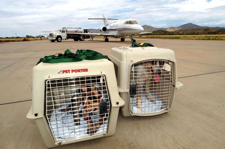 Jet set pets given new ‘leash’ on life | Community ...