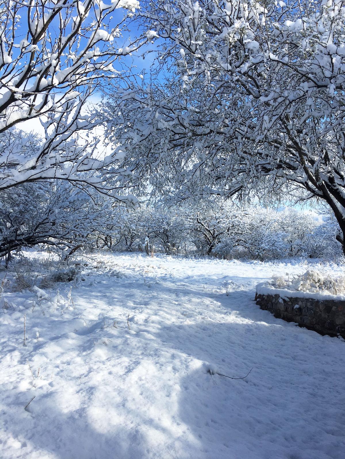 Gallery: Reader snow pics | Gallery | nogalesinternational.com