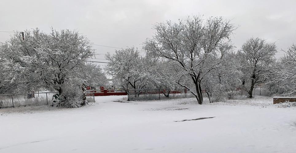 Gallery: Reader snow pics | Gallery | nogalesinternational.com