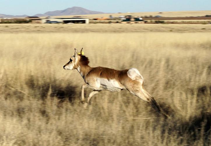 41 pronghorn antelope have new home in Santa Cruz County | Local News ...