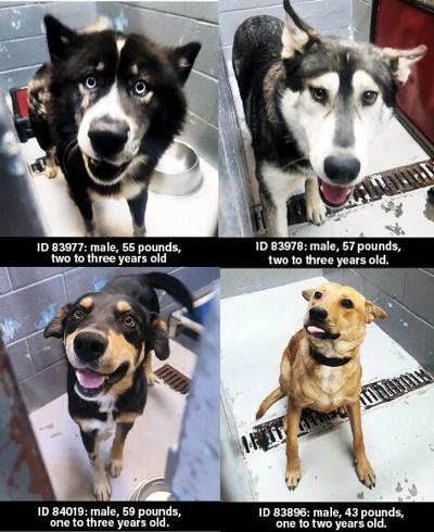 Animal Control breezes through July 4 fireworks | Local News ...