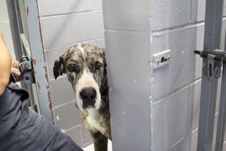 County Animal Care & Control strives to be ‘no kill shelter’ | Local ...