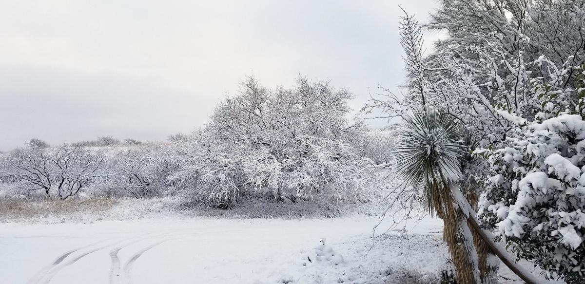 Gallery: Reader snow pics | Gallery | nogalesinternational.com