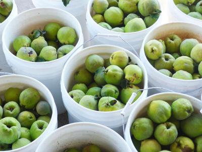 Tumacácori to celebrate membrillo harvest | Community ...