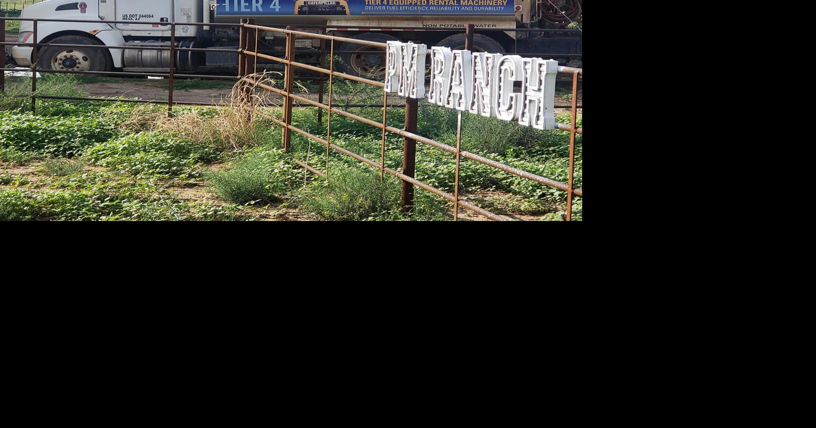 ‘Stocker cattle’ operations return to Tubac ranch | Local News ...