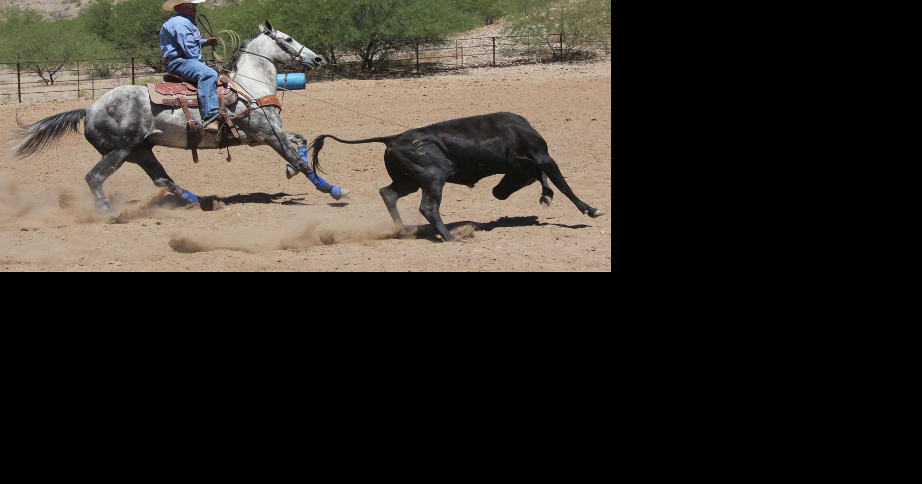 Cattle roper turning passion into more than a hobby | Local Sports ...