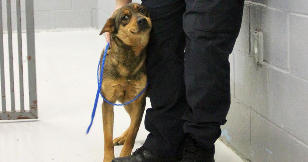 County animal control carried on during COVID pandemic | Local News ...