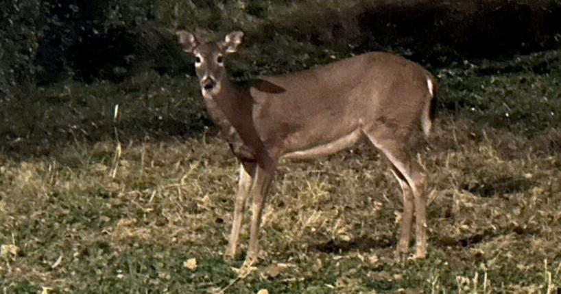 Iowa DNR releases first county-level deer density report