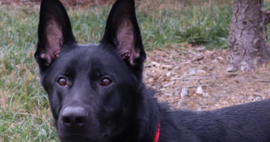 Midlands Humane Society weekly pet adoption column