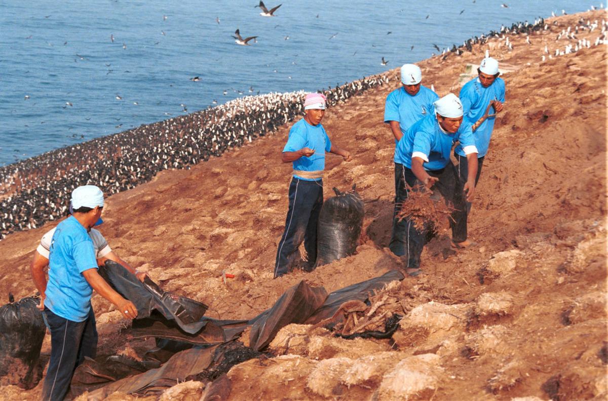 The unlikely treasure off Peru's coast: bird guano | Trending ...