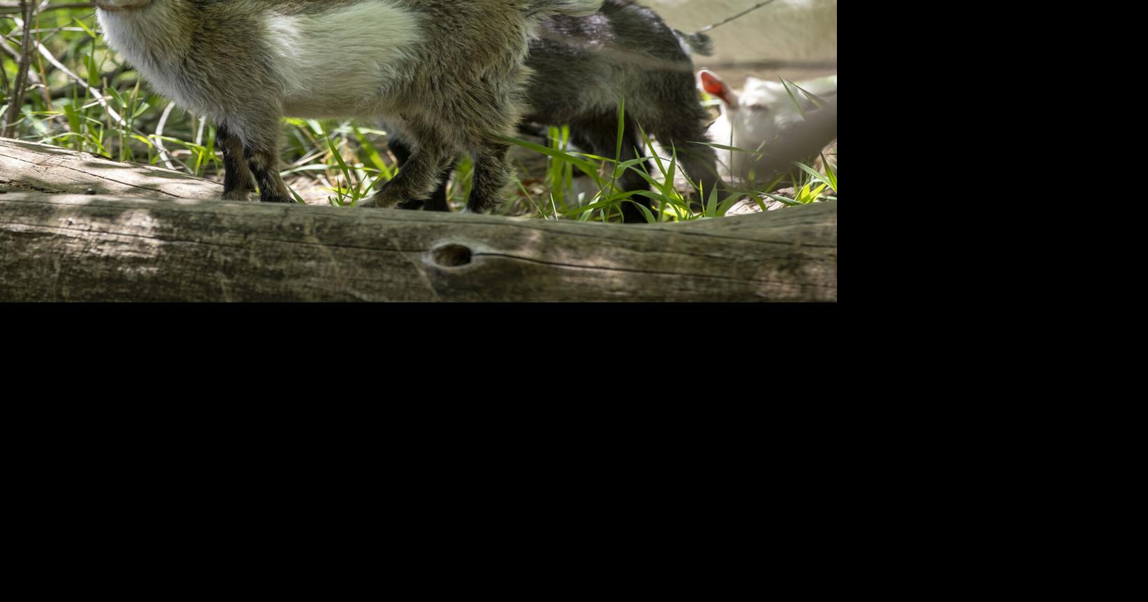 The goats are baaaa-ck at Big Lake Park