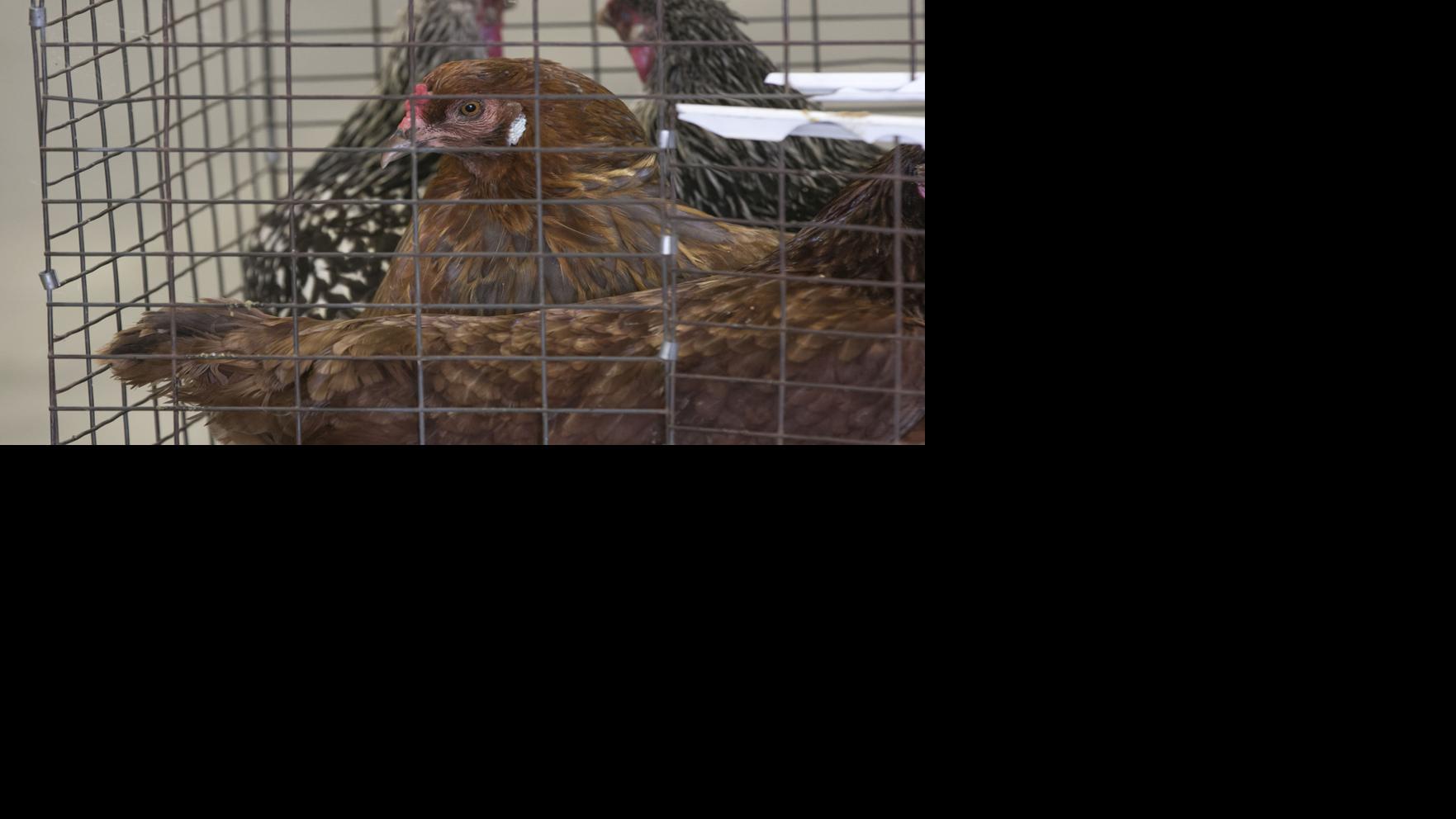 Poultry shows are back at Iowa State Fair | Local News ...