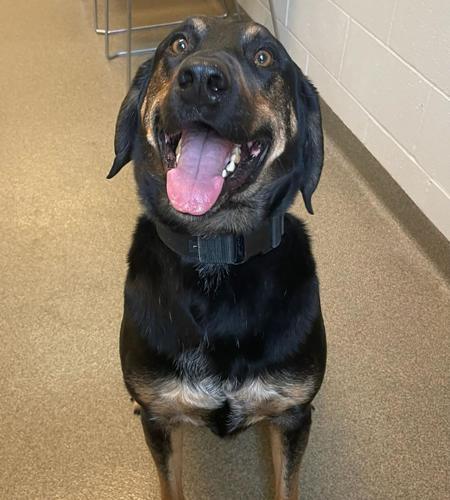 Dec. 30 Face of the Day: Lager the dog