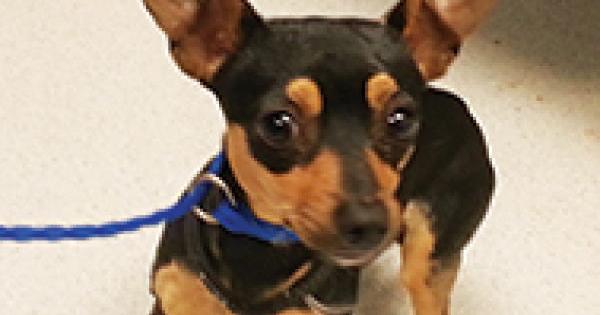 34 cats and kittens available at Council Bluffs Animal Shelter