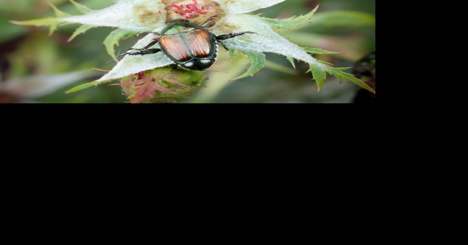 Entomologist: Japanese beetle swarms are worse than ever this year