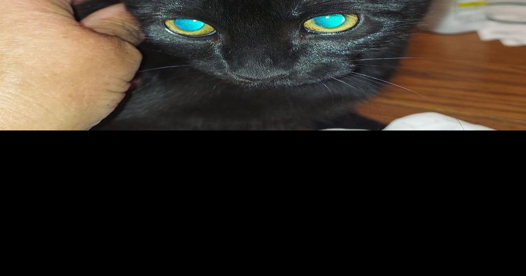 SOLAS: Awesome cats you should adopt today