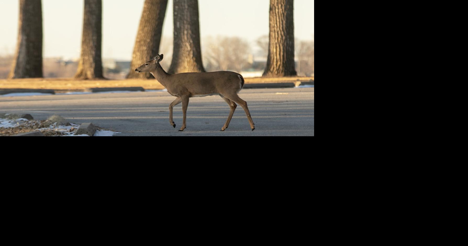 DNR to hold meeting on deer hunting rules in Council Bluffs