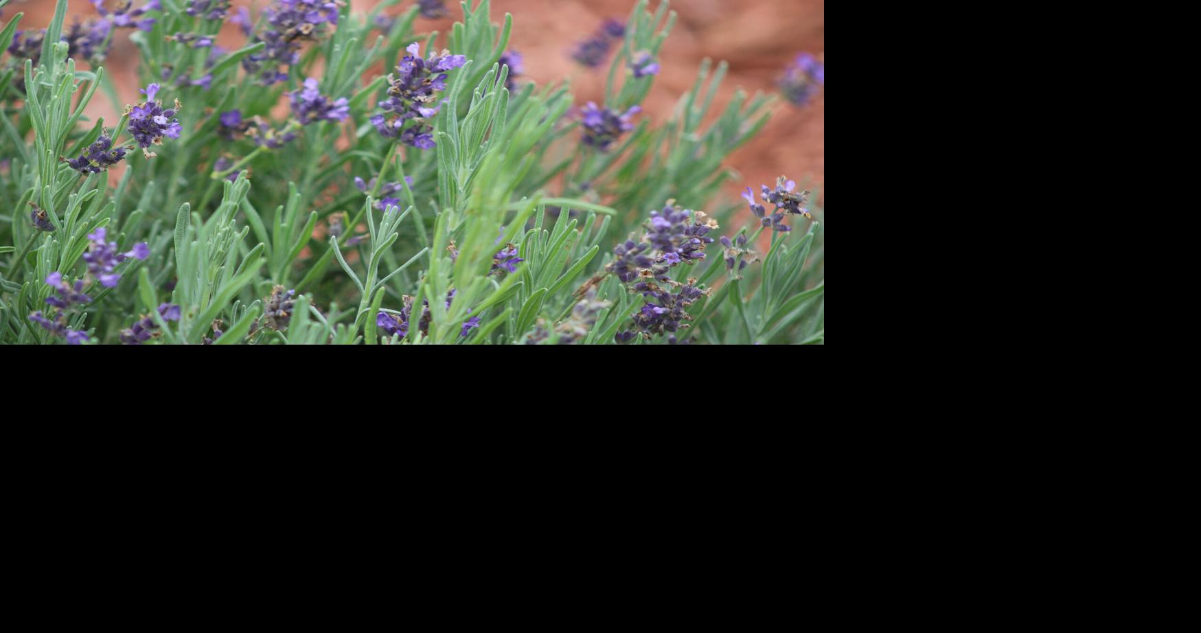 PHOTOS: Lavender in bloom at Loess Hills farm outside Missouri Valley