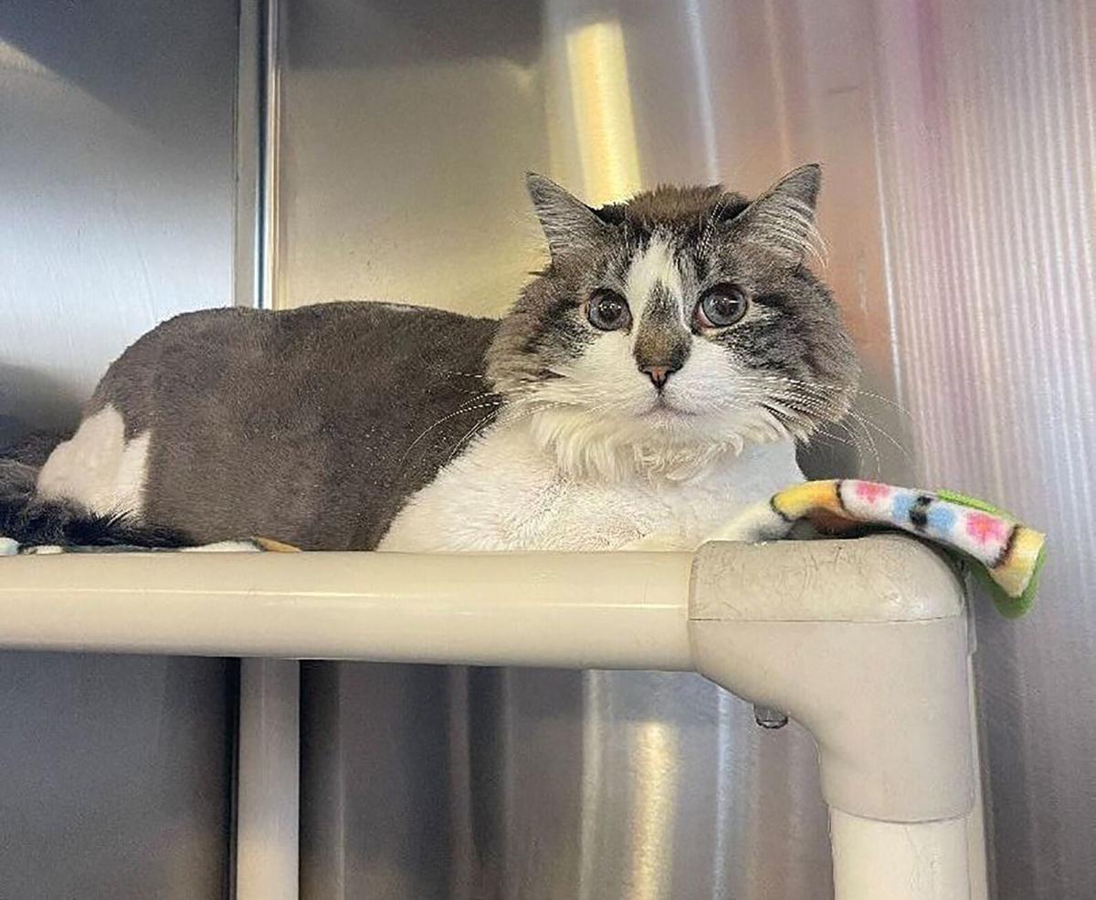 Jan. 21 Face of the Day: Vinny the cat