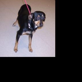 Bluffs animal shelter expects cat population to increase soon