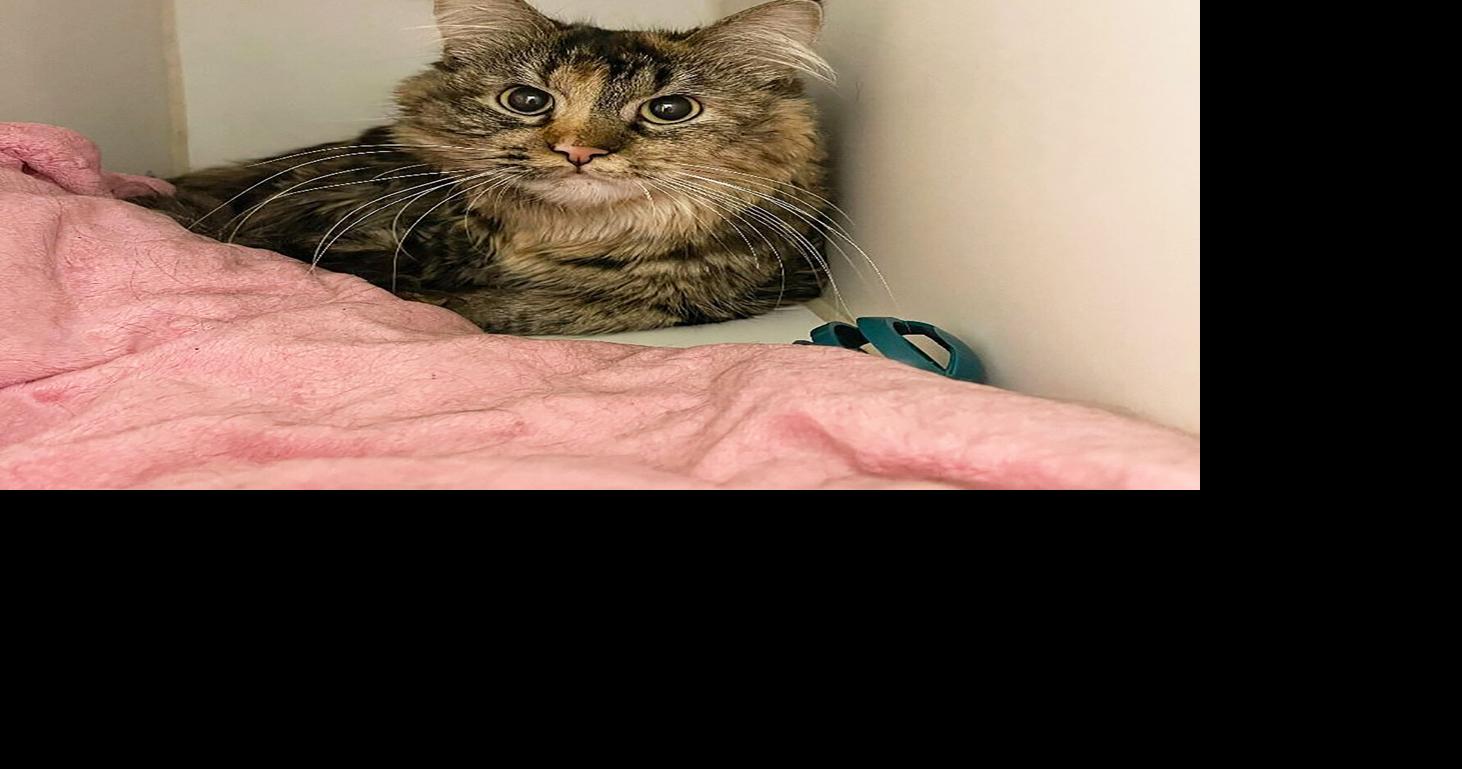 Jan. 3 Face of the Day: Rainy the Cat