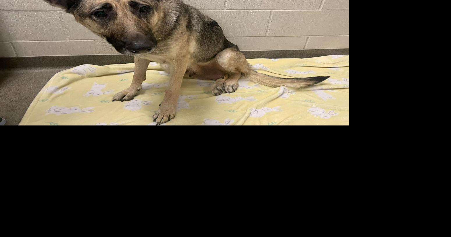 Feb. 1 Face of the Day: Bailey the dog