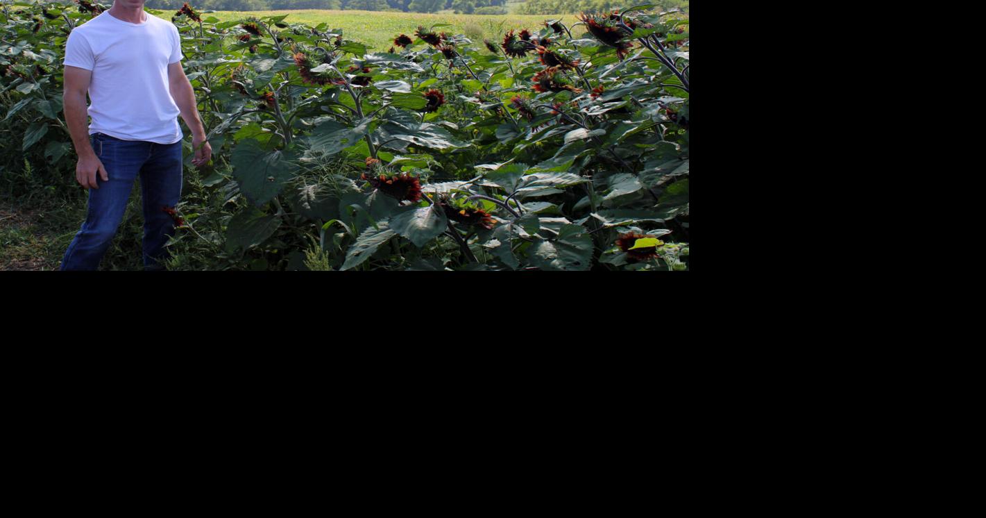 Kreifels Pumpkin Patch, Sunflower Field is back and bloomin'
