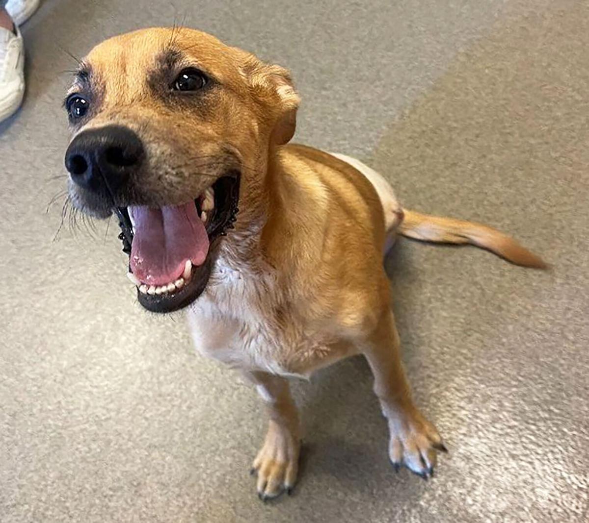 Jan. 19 Face of the Day: Lilo the puppy